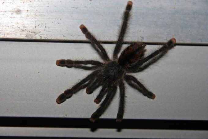 Araignée matoutou en Guyane : ce qu'il faut vraiment savoir - blog
